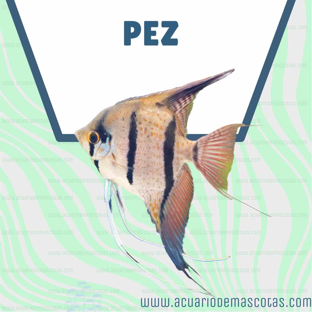 Cuidados y características del Pez Escalar ó Pez Ángel