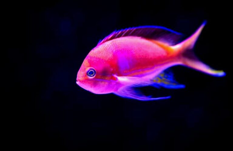 Más de 1700 buenos nombres de peces para su mascota (lista enorme)